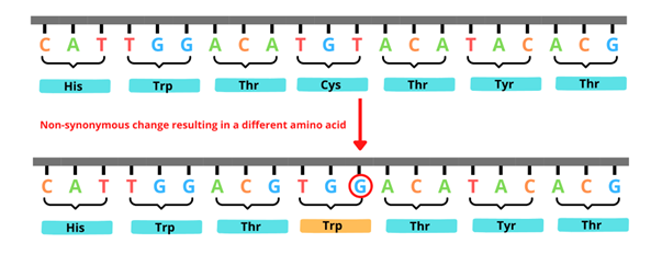 Single nucleotide variants — Knowledge Hub